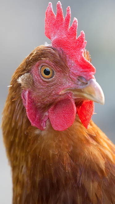 Poultry Birds - Penistone Agricultural Show